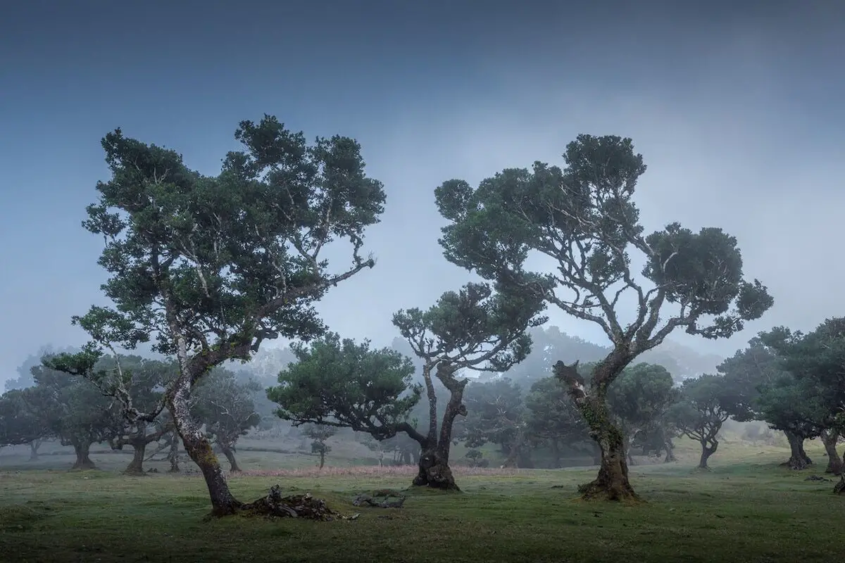 Photos enchanteresses de l'ancienne forêt de Fanal à Madère où abondent ...